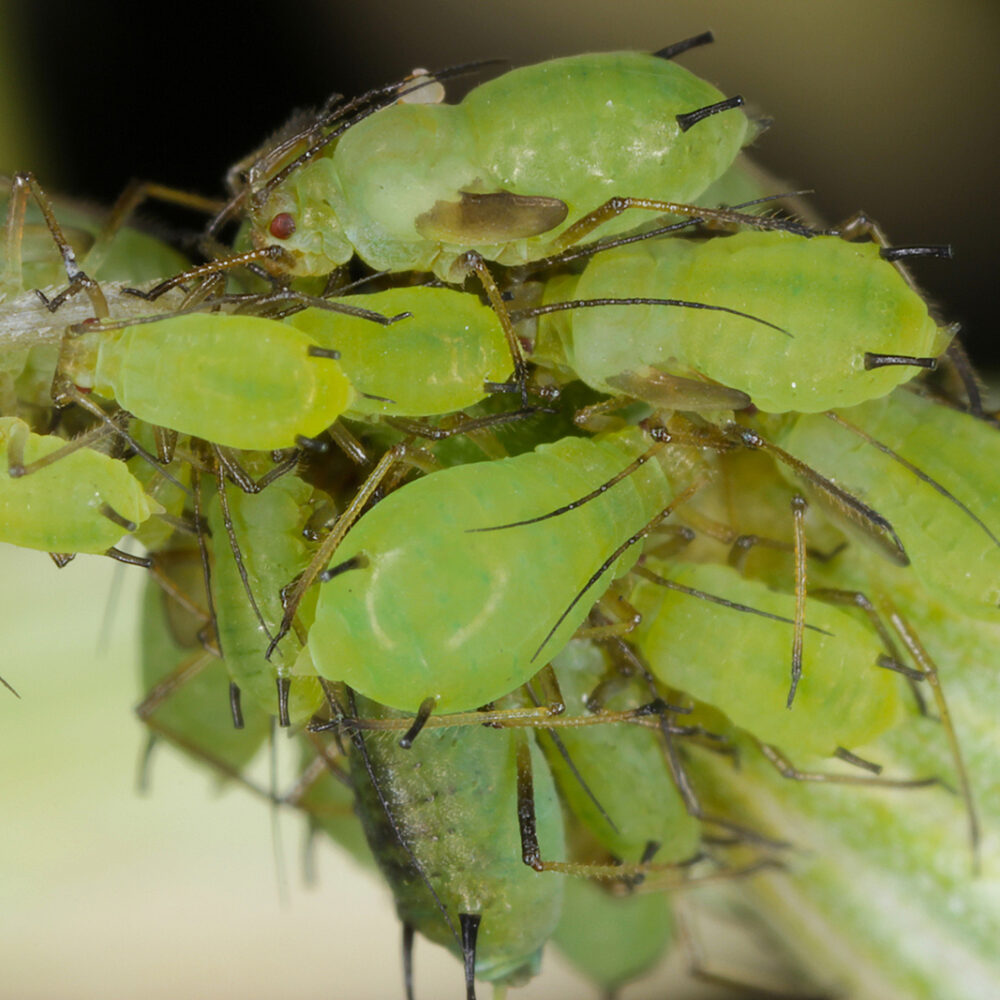 Disect 10 EC - Lachlan Kenya Limited